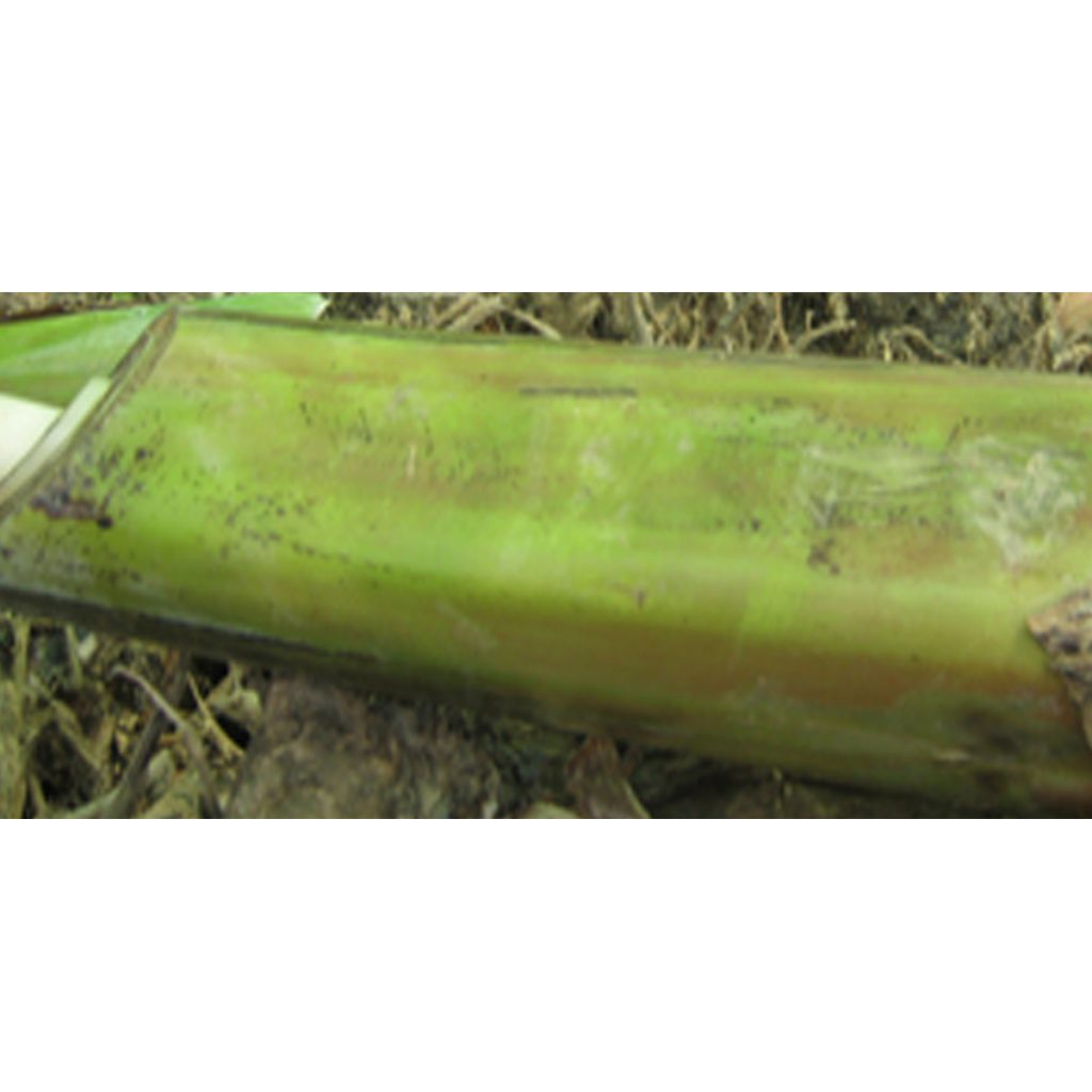 Invented an organic fermentation process for producing paper