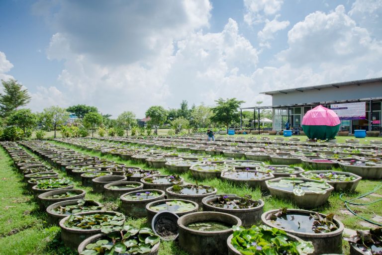Lotus Museum