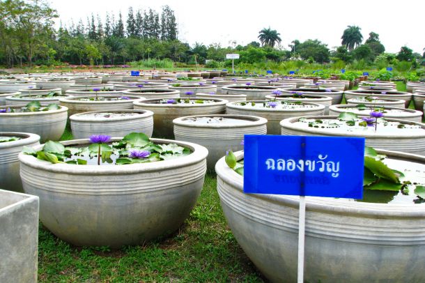 Tourist attraction in Pathum Thani Province: ‘The Lotus Museum ...